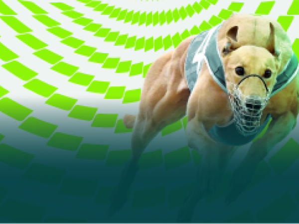 Race Fields Today - Horse Racing Betting Odds & Form Guides